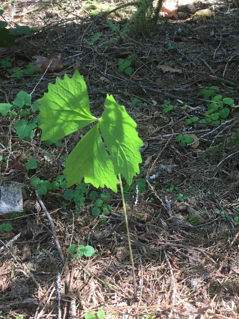 vanilla leaf from Multnomah County, US-OR, US on April 11, 2021 at 12: ...