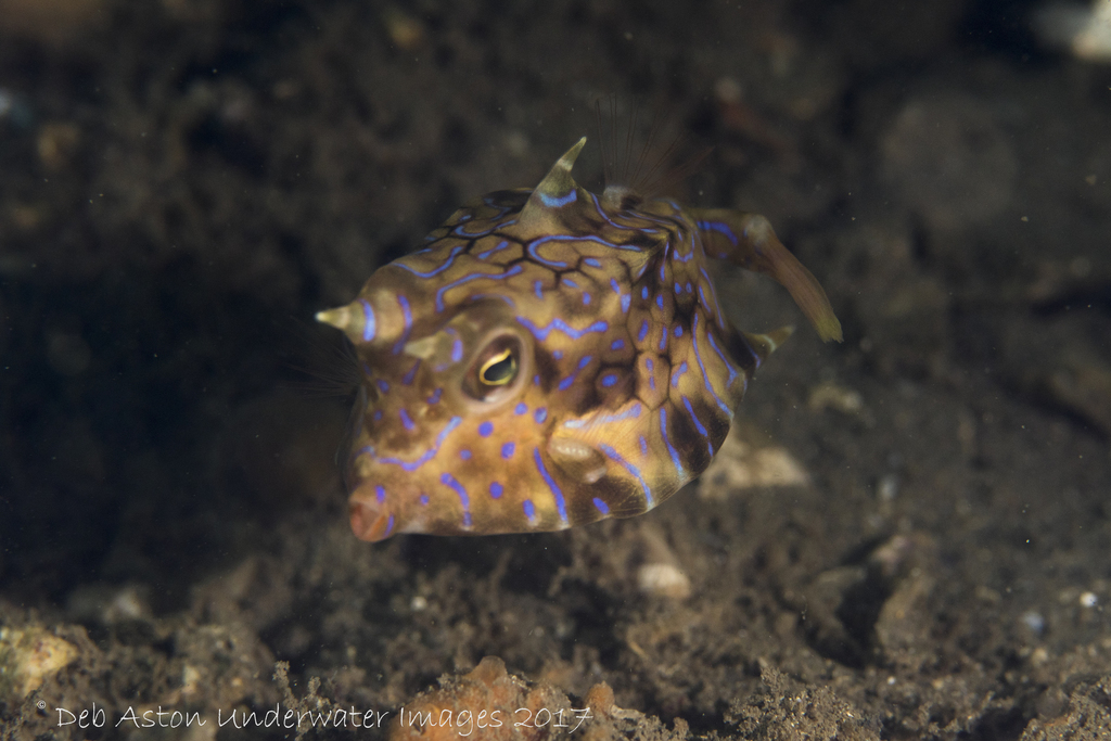 Thornback Cowfish from Clifton Gardens, Mosman NSW 2088, Australia on ...