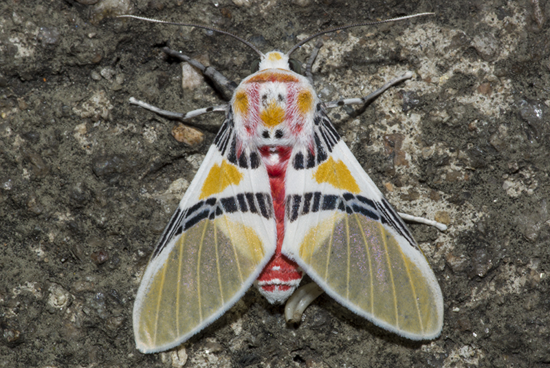 Idalus herois from Cabeça da Anta on July 7, 2015 at 01:23 AM by Enio ...