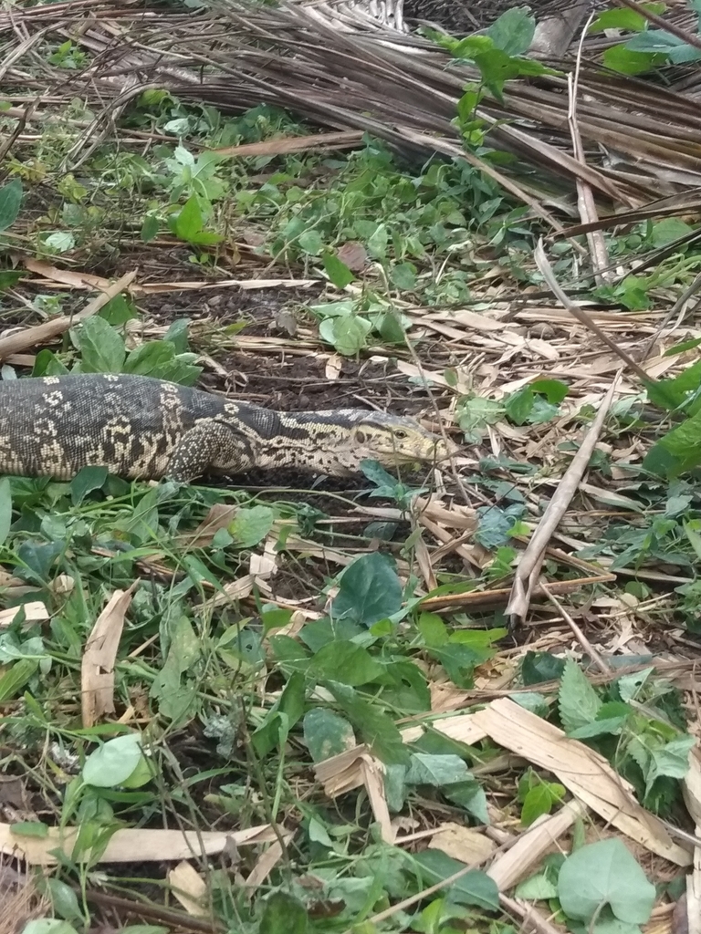 Two-striped Water Monitor from Lombok Timur, ID-NB, ID on April 12 ...