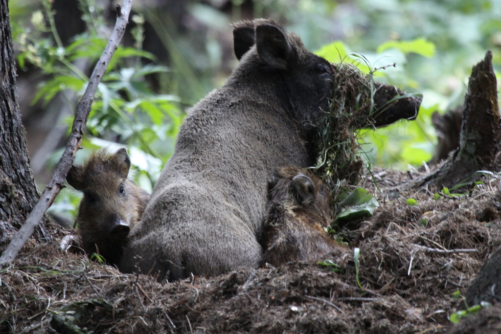 Wild Boar in August 2011 by Massimo Rosso · iNaturalist