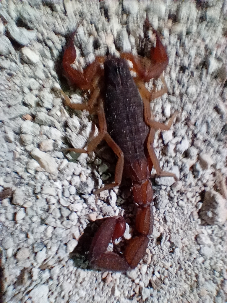 Slender Brown Scorpion from Quintana Roo on April 11, 2021 at 07:54 PM ...