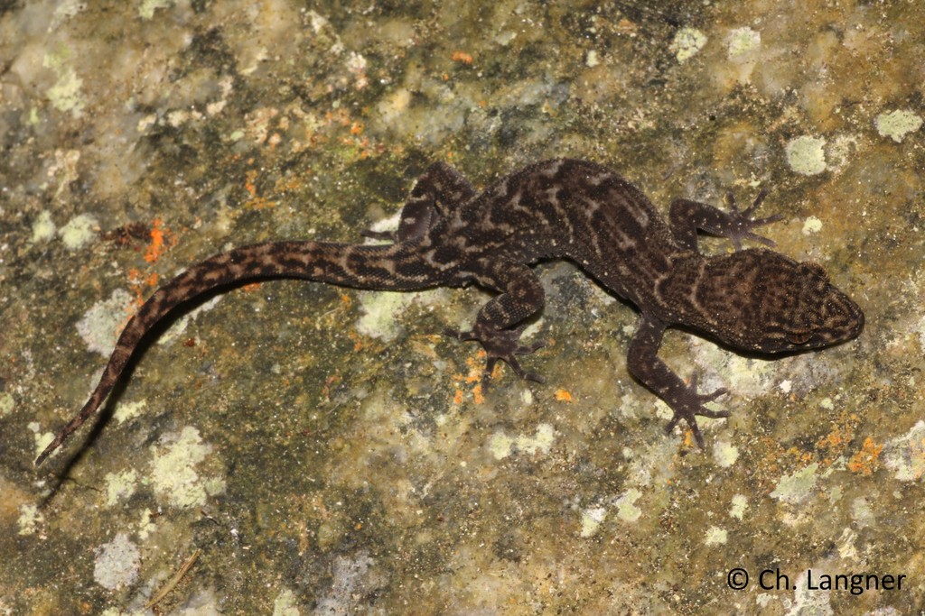 Vankampen's Gecko from Pegunungan Cyclop Sentani, West Papua, Indonesia ...