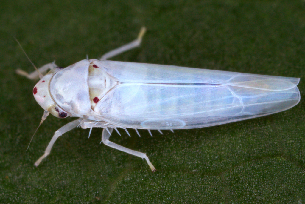 Zygina nivea from Italy, S Felizzano, Fiume Tonaro, Heißlände on August ...