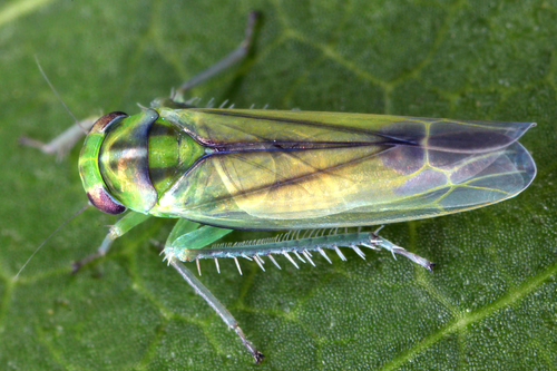 Kybos lindbergi · iNaturalist