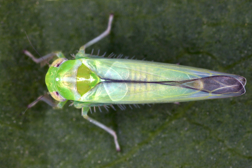 Kybos limpidus · iNaturalist