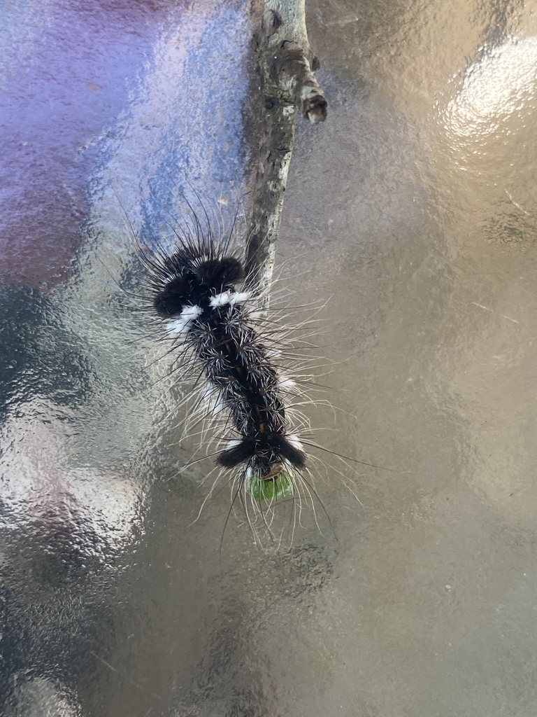 Powdered Dagger from SW 200th Ct, Dunnellon, FL, US on April 12, 2021 ...