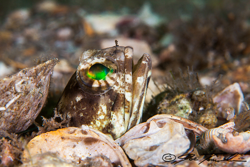 Banded Jawfish