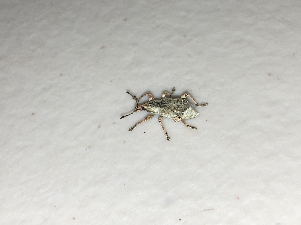 Claeoteges virosa from Refugio Gandoca - Manzanillo, Talamanca, Limón ...