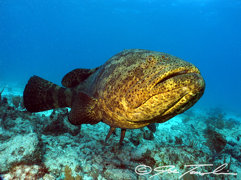 Atlantic Goliath Grouper in December 2006 by Joe Tomoleoni · iNaturalist