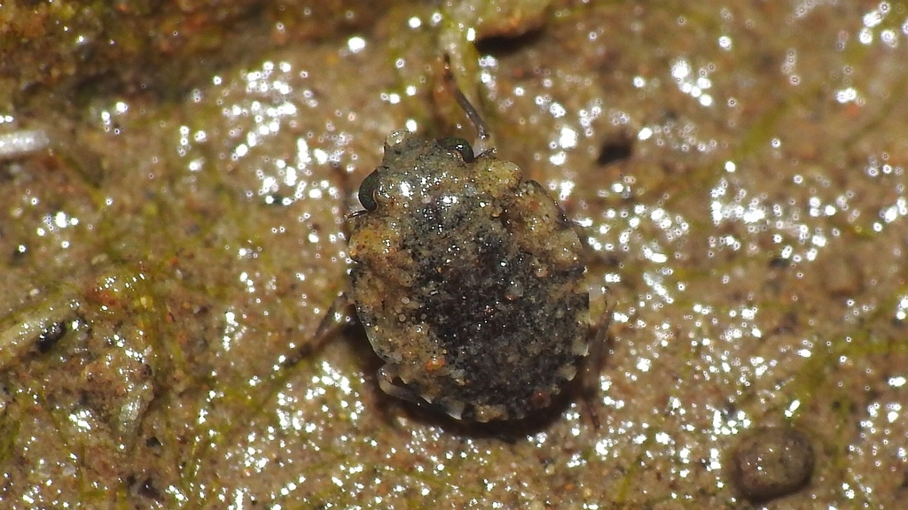 Blue-spotted Velvet Shore Bug from 221台灣新北市汐止區姜子寮[新巴士] on April 13 ...