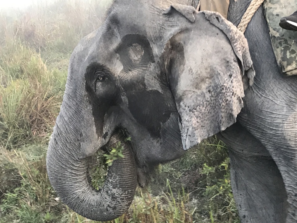 Indian Elephant in January 2021 by ajitkumar16 · iNaturalist