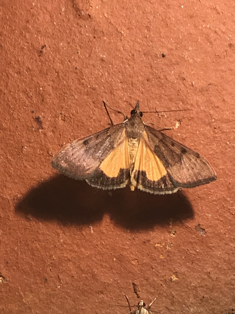 Tree Lucerne Moth from Neergabby, WA, AU on April 13, 2021 at 08:00 PM ...