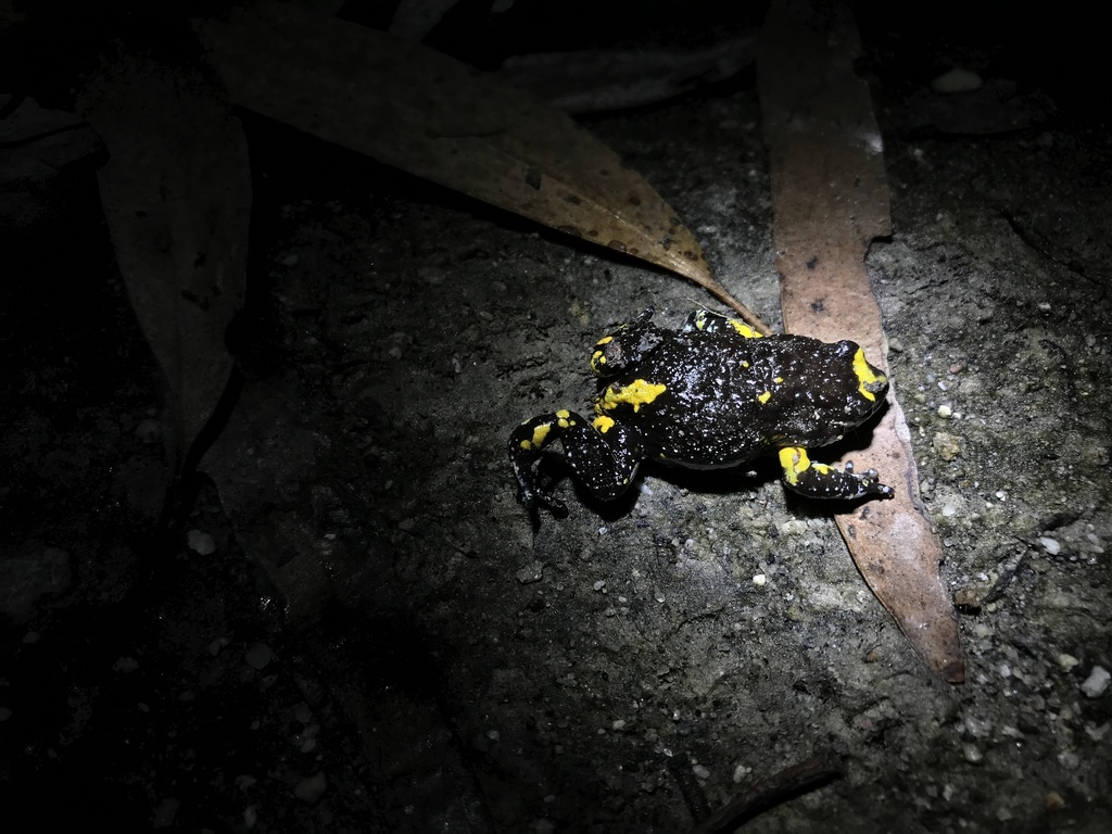 Southern Toadlet in April 2021 by Bruce Edley · iNaturalist