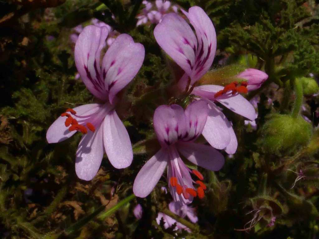 oak-leaved geranium from Montagu pass near Herold village on September ...