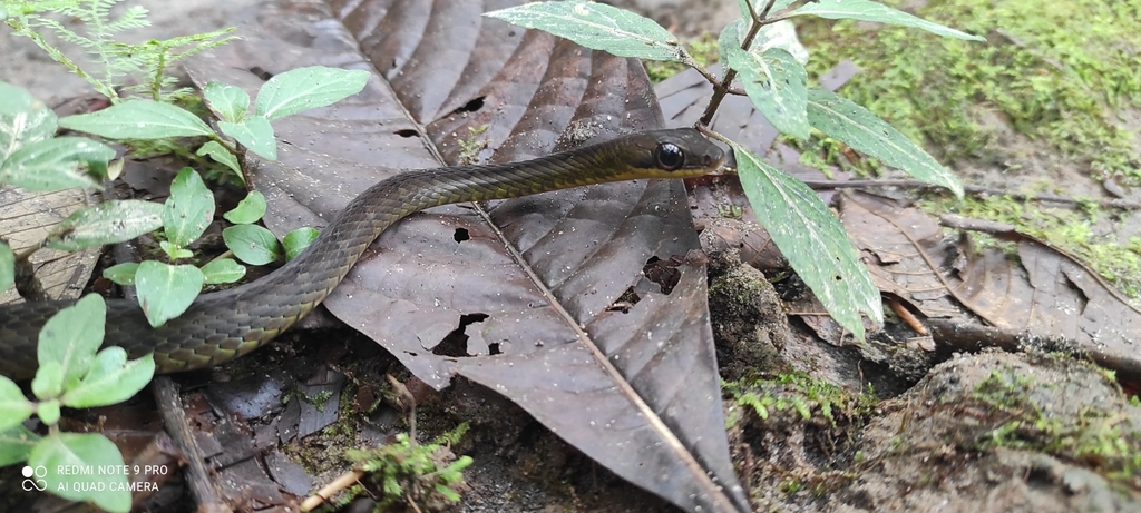 Clark's Forest Racer from San Miguel de los Bancos, EC-PI, EC on April ...
