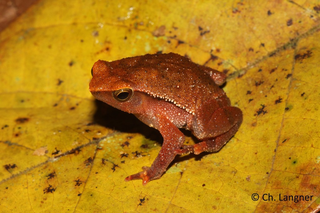 Borneo Grainy Frog from Malinau Regency, North Kalimantan, Indonesien ...