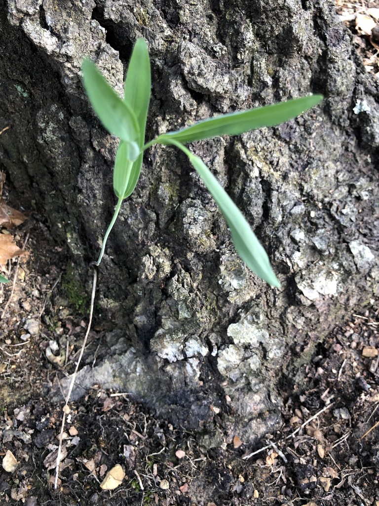 monocots from Barrenridge Rd, Verona, VA, US on April 13, 2021 at 05:12 ...