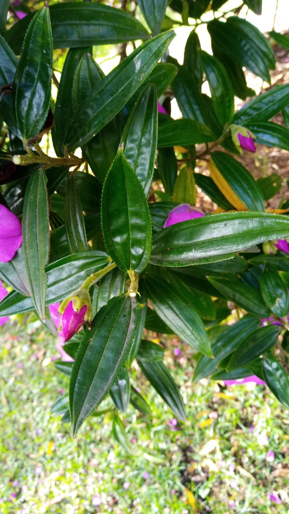 Meriania speciosa from Engativá, Bogotá, Colombia on April 13, 2021 at ...