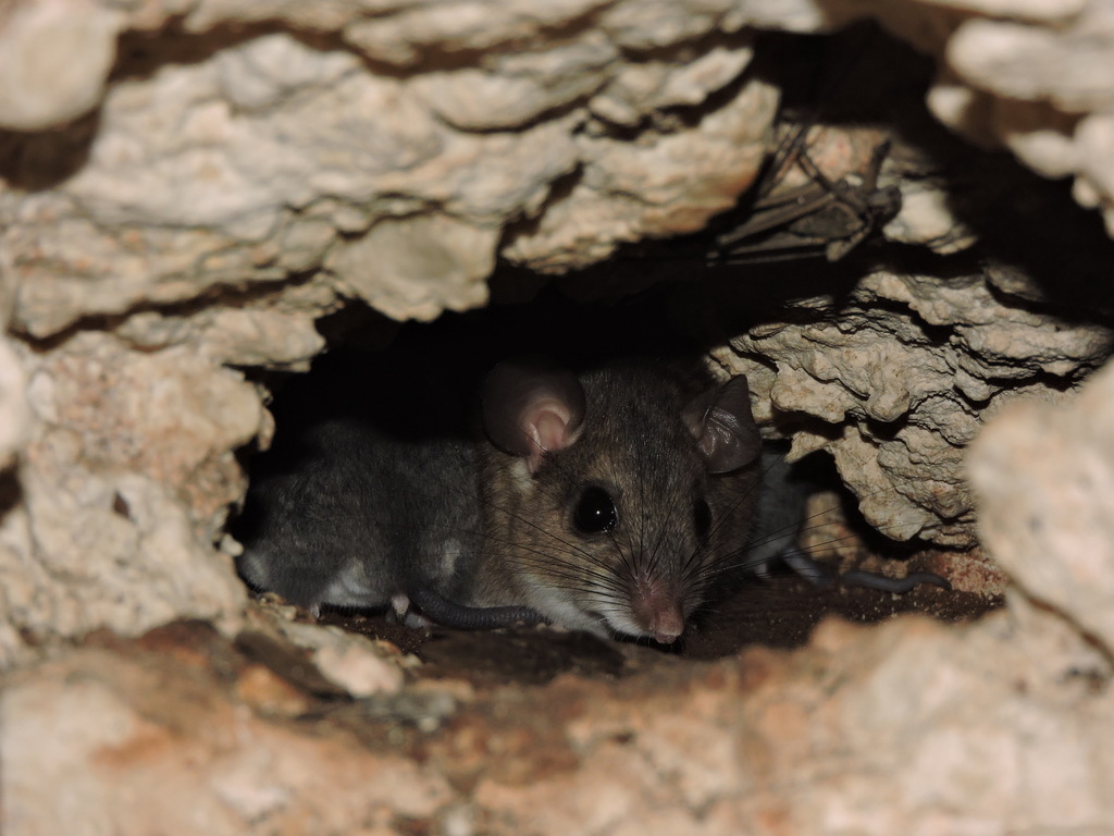 Big-eared Climbing Rat from Valladolid, Yuc., México on January 11 ...