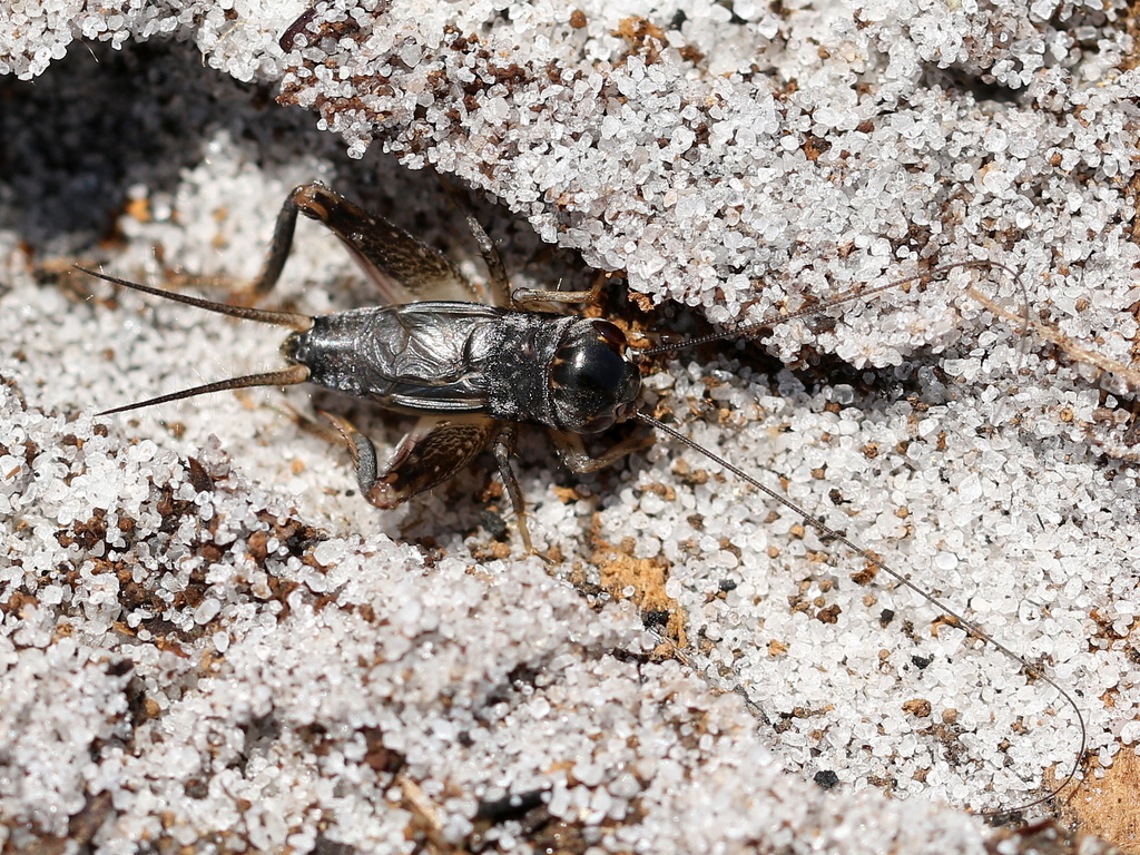 Eastern Striped Cricket from Highlands County, FL, USA on April 10 ...