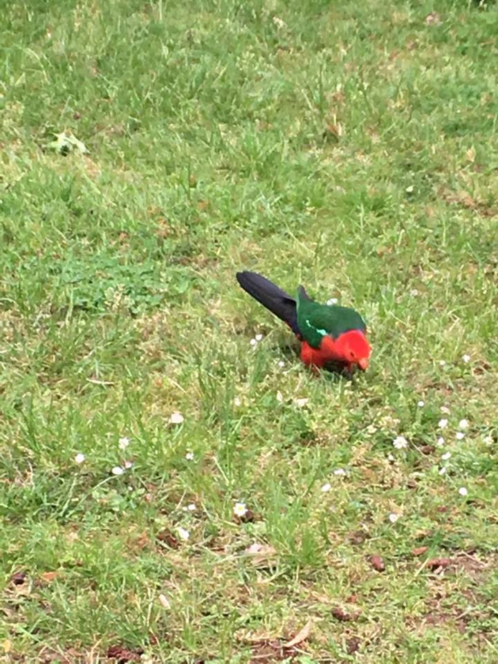 Australian King Parrot from One Tree Hill, Auckland, New Zealand on ...