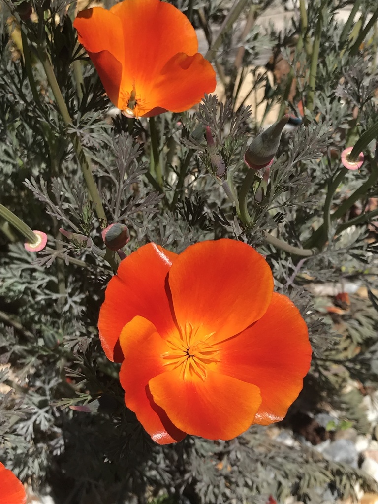 California poppy from Morcom Rose Garden, Oakland, CA, US on April 10 ...