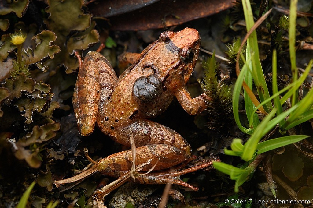 Smooth Guardian Frog from East Kutai Regency, East Kalimantan ...