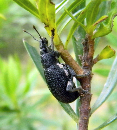 Polydius prodigus · iNaturalist