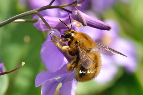 Red-legged Bumble-bee Carpenter (Xylocopa rufipes) · iNaturalist