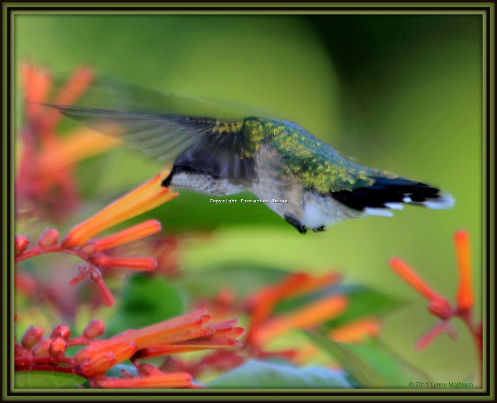 Ruby-throated Hummingbird from jacksonville florida on June 09, 2011 by ...