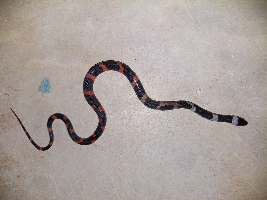 Forest Flame Snake from Marechal Floriano on April 14, 2021 at 05:56 PM ...