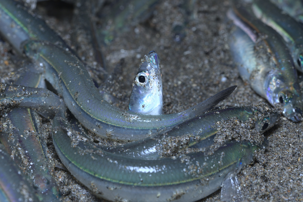 California Grunion in April 2021 by Graham Montgomery · iNaturalist