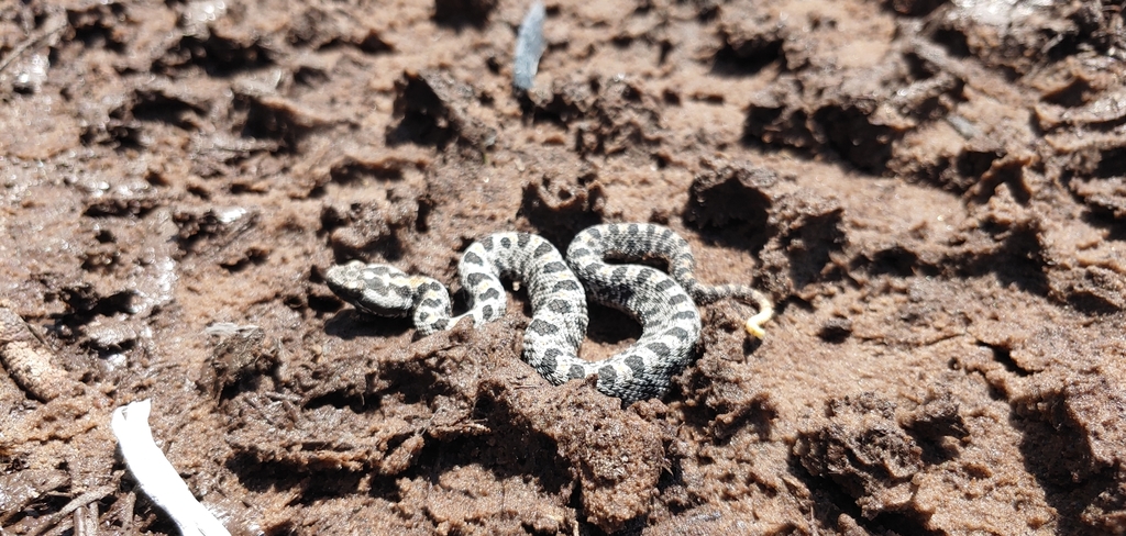Dusky Pygmy Rattlesnake from Callahan, FL 32011, USA on April 13, 2021 ...