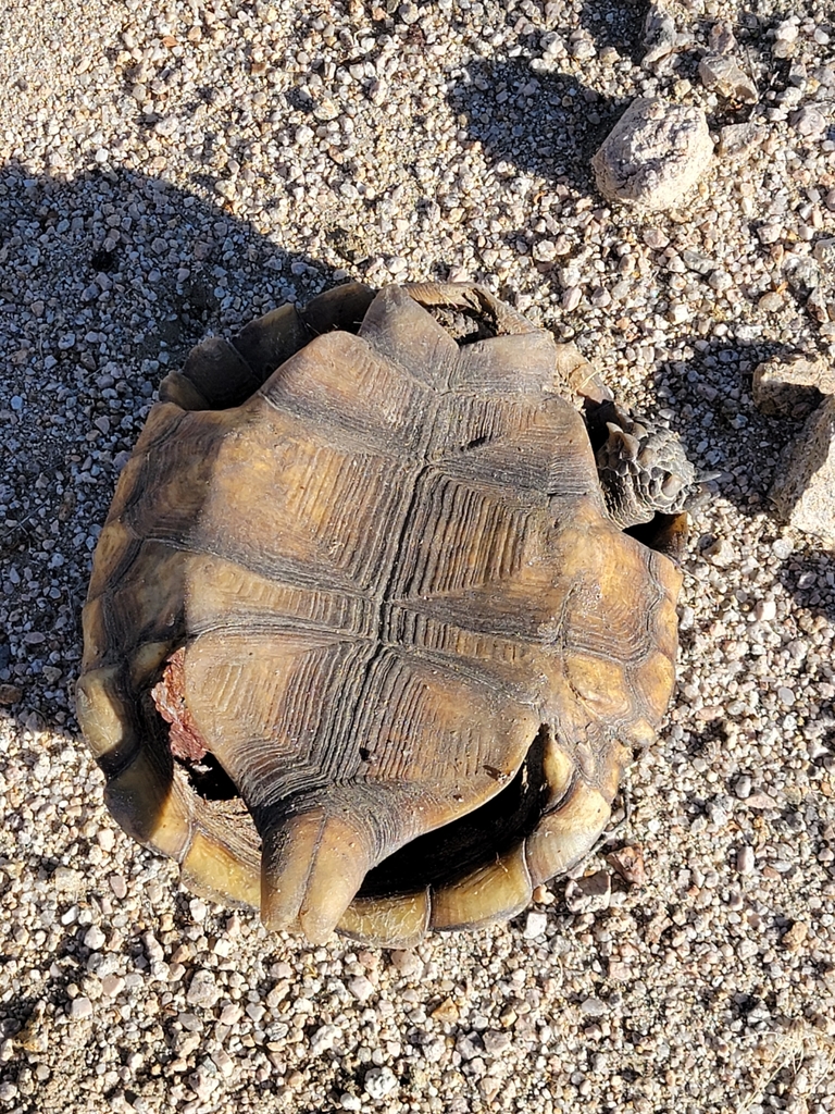 Mojave Desert Tortoise in April 2021 by Kyle Gunther. Shell about 10 ...