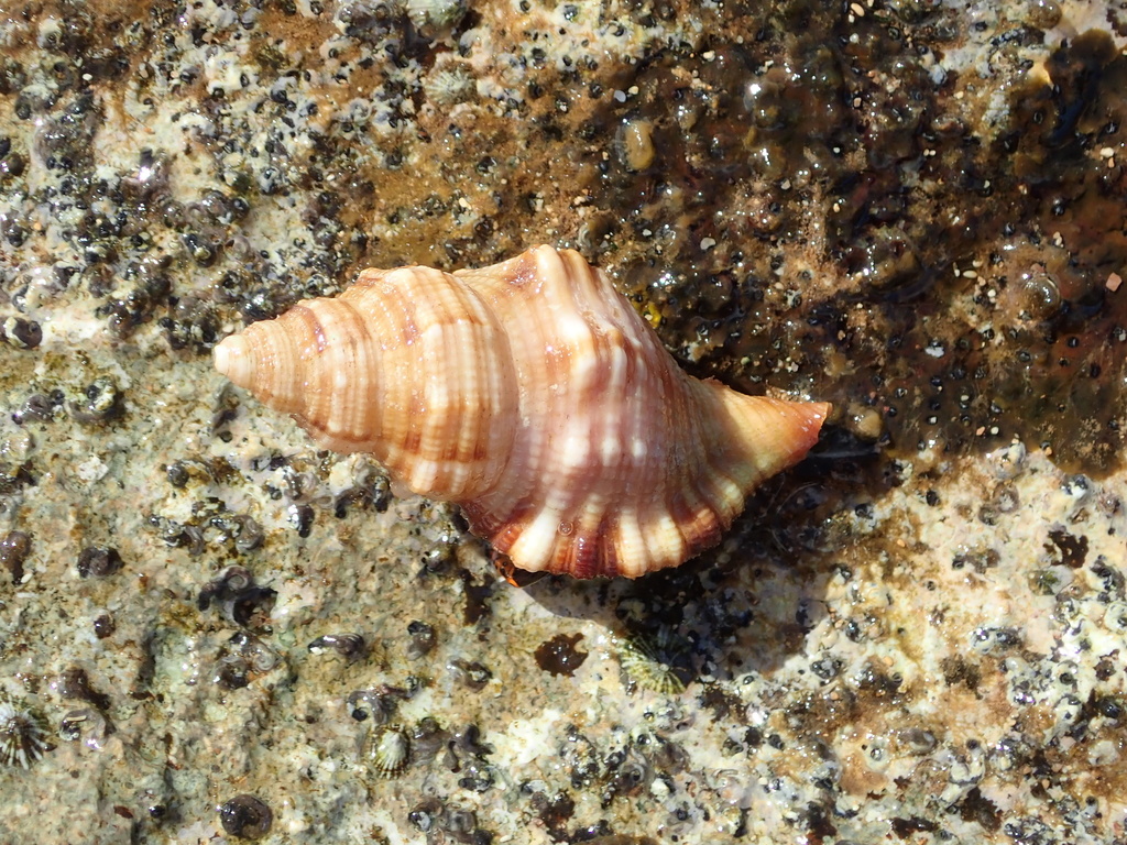 Common Hairy Triton Snail from Kukuiula Bay, Poipu, HI, US on April 14 ...