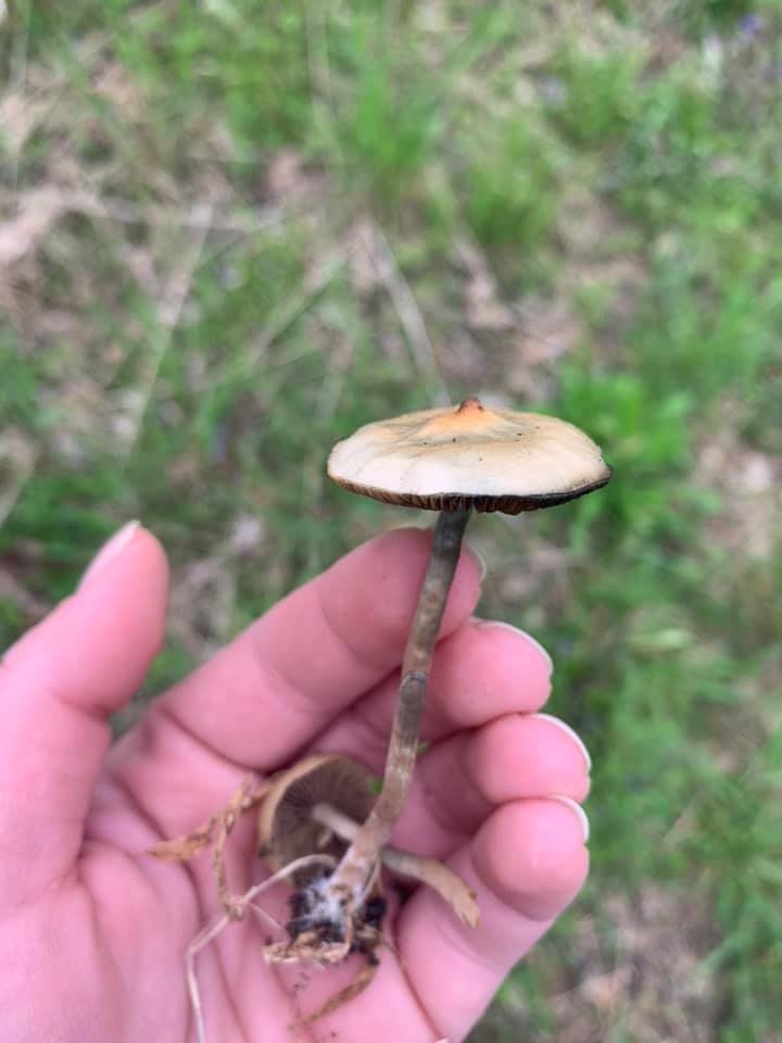Psychedelic Ovoid Mushroom from richmond, va on April 14, 2021 by Kate ...