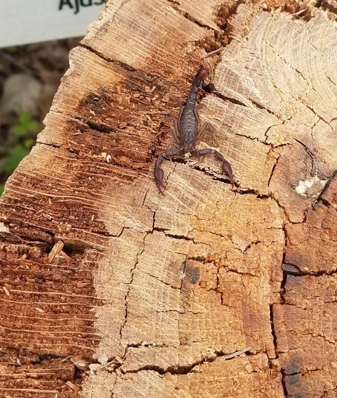 Texas Cave Scorpion from Hamilton Pool Preserve on April 13, 2021 at 10 ...