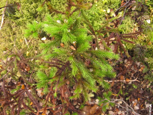Dendroligotrichum dendroides · iNaturalist
