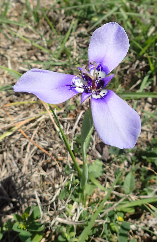 Prairie Nymph from Aransas County, TX, USA on April 1, 2021 at 10:07 AM ...