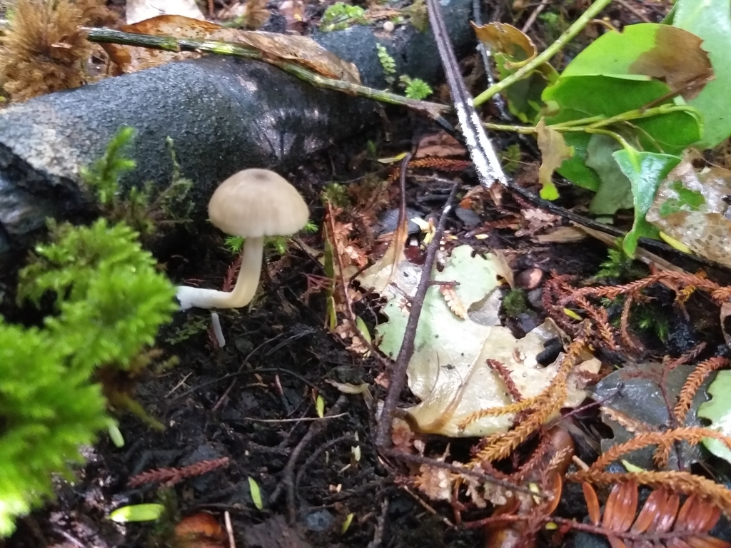 Common Gilled Mushrooms and Allies from Rakiura, Rakiura National Park ...