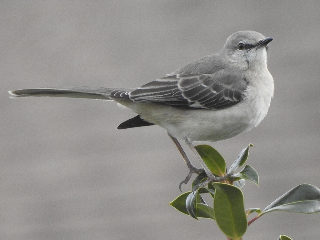 Northern Mockingbird from Exmouth on April 1, 2021 at 09:32 AM by Pete ...