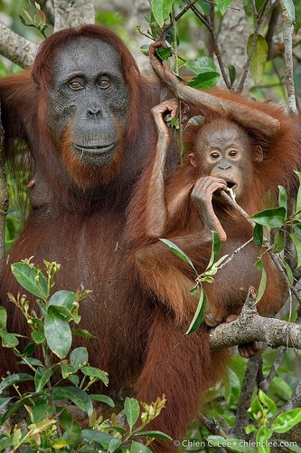 Orangutans (Subfamily Ponginae) · iNaturalist