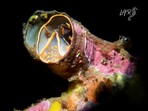 Tube Snails (Genus Thylacodes) · iNaturalist