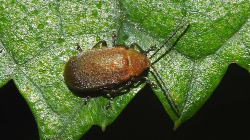 Menippus sericea · iNaturalist