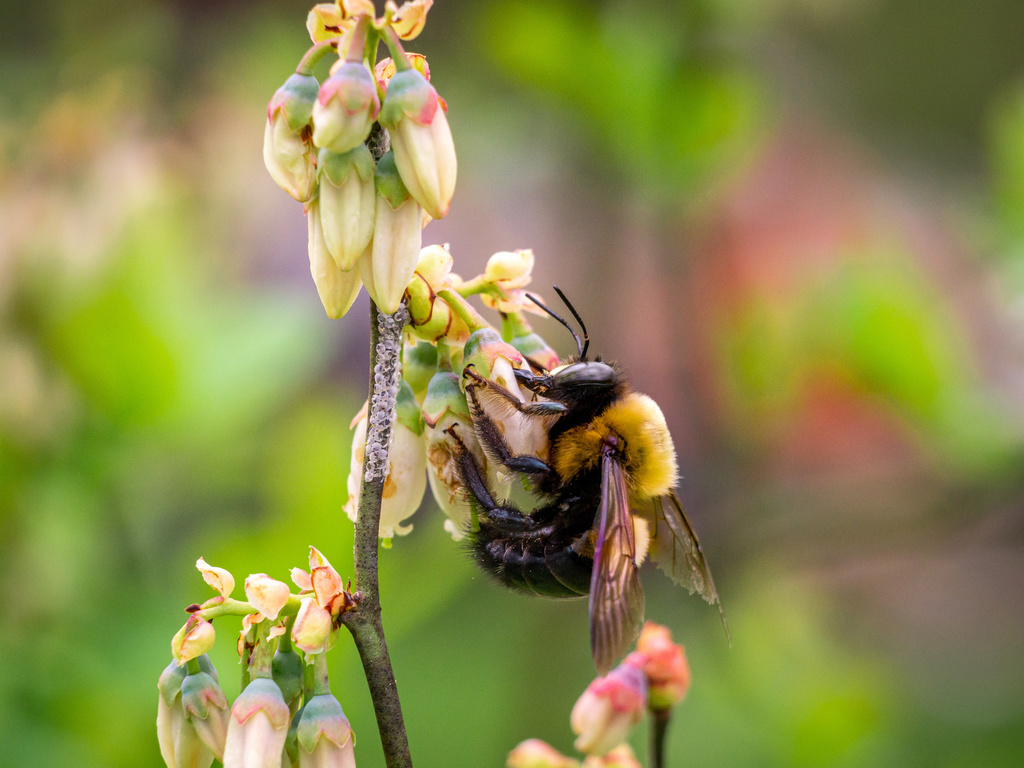 Eastern Carpenter Bee in April 2021 by hotrodcummins. Bumblebee on a ...