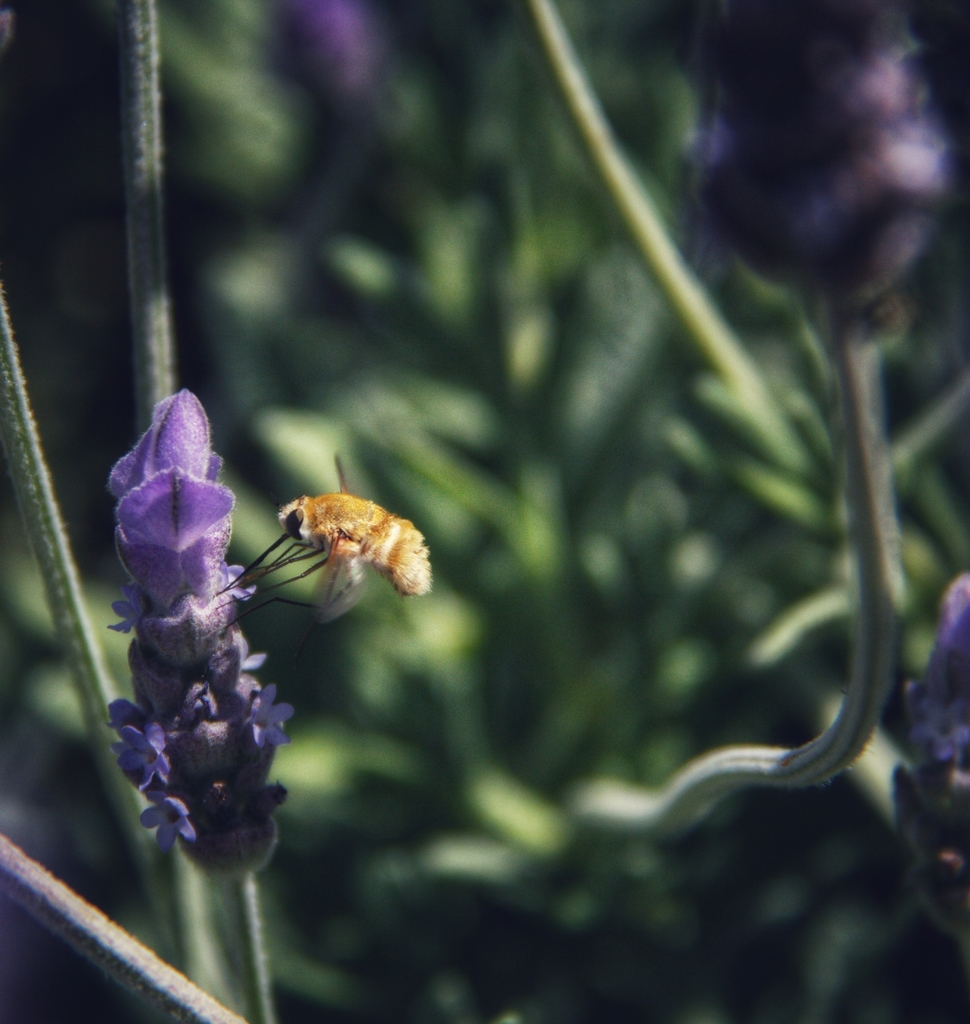 Bee Flies from Tempe, AZ 85281, USA on April 14, 2021 at 03:33 AM by ...
