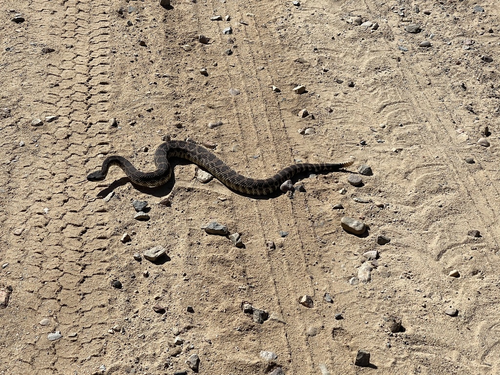 Southern Pacific Rattlesnake from Tijuana River Valley, San Diego, CA ...