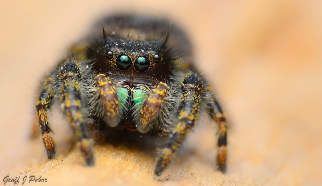 Bold Jumping Spider from Malden, Windsor, ON, Canada on March 30, 2021 ...