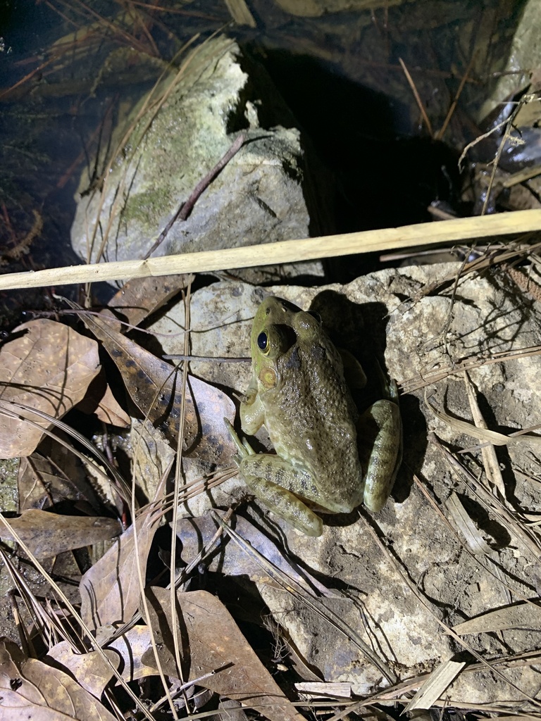 American Bullfrog from Will Logan Rd, Ozark, AL, US on April 12, 2021 ...
